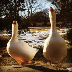How to Guard Your Backyard Flock with Domestic Geese Breeds - Backyard ...
